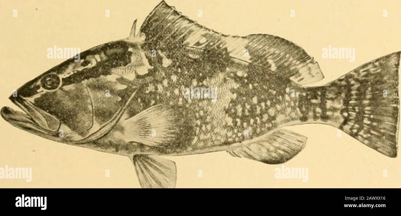 Speckled Hind Grouper