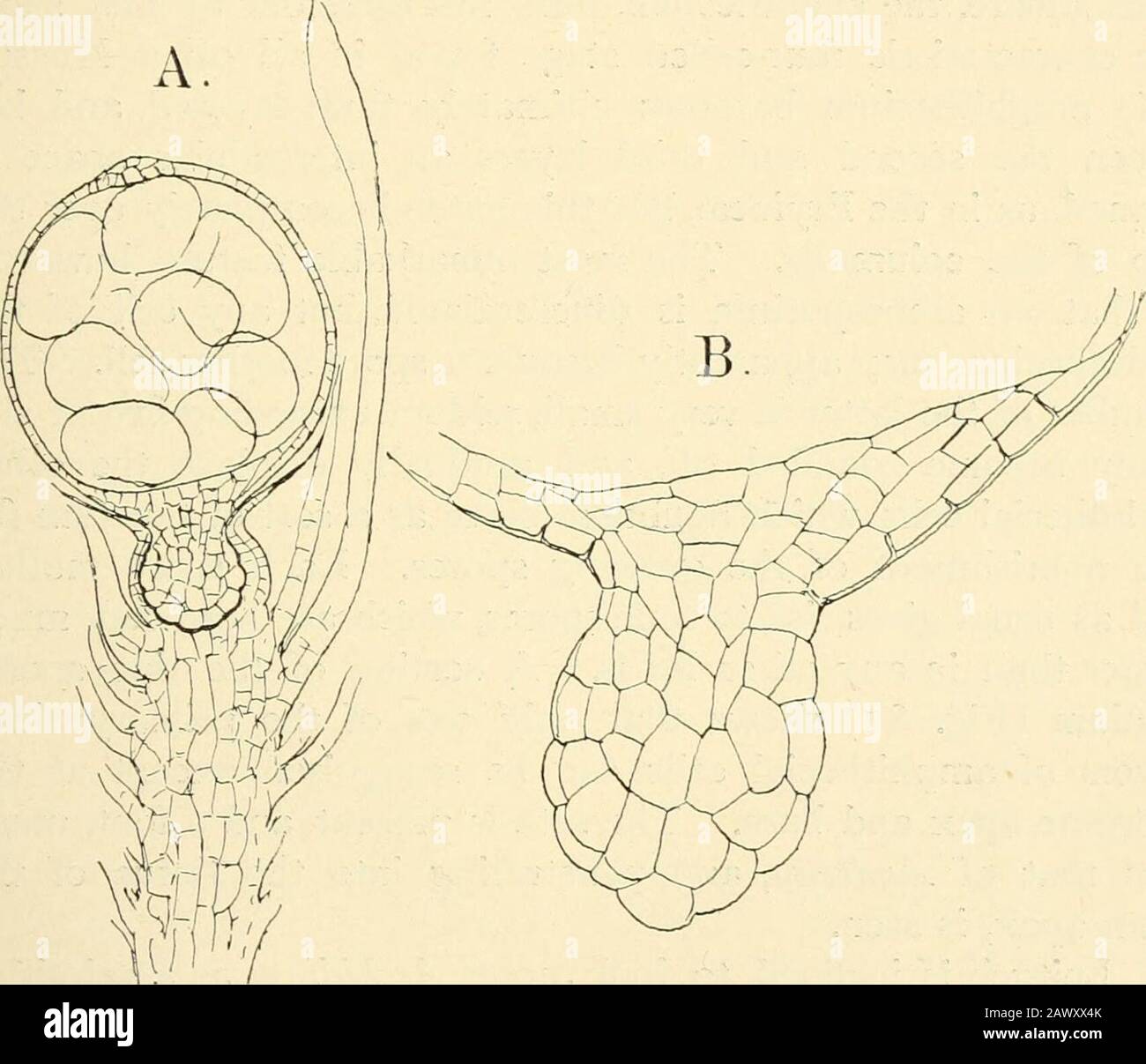 The structure & development of the mosses and ferns (Archegoniatae ...
