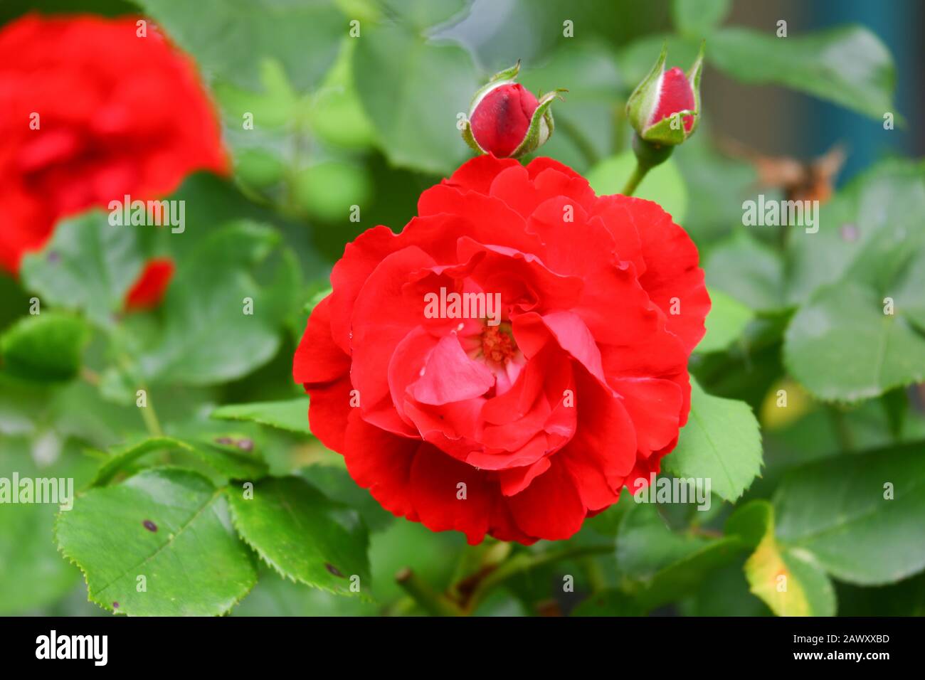 Closeup beautiful romantic red hi-res stock photography and images - Alamy