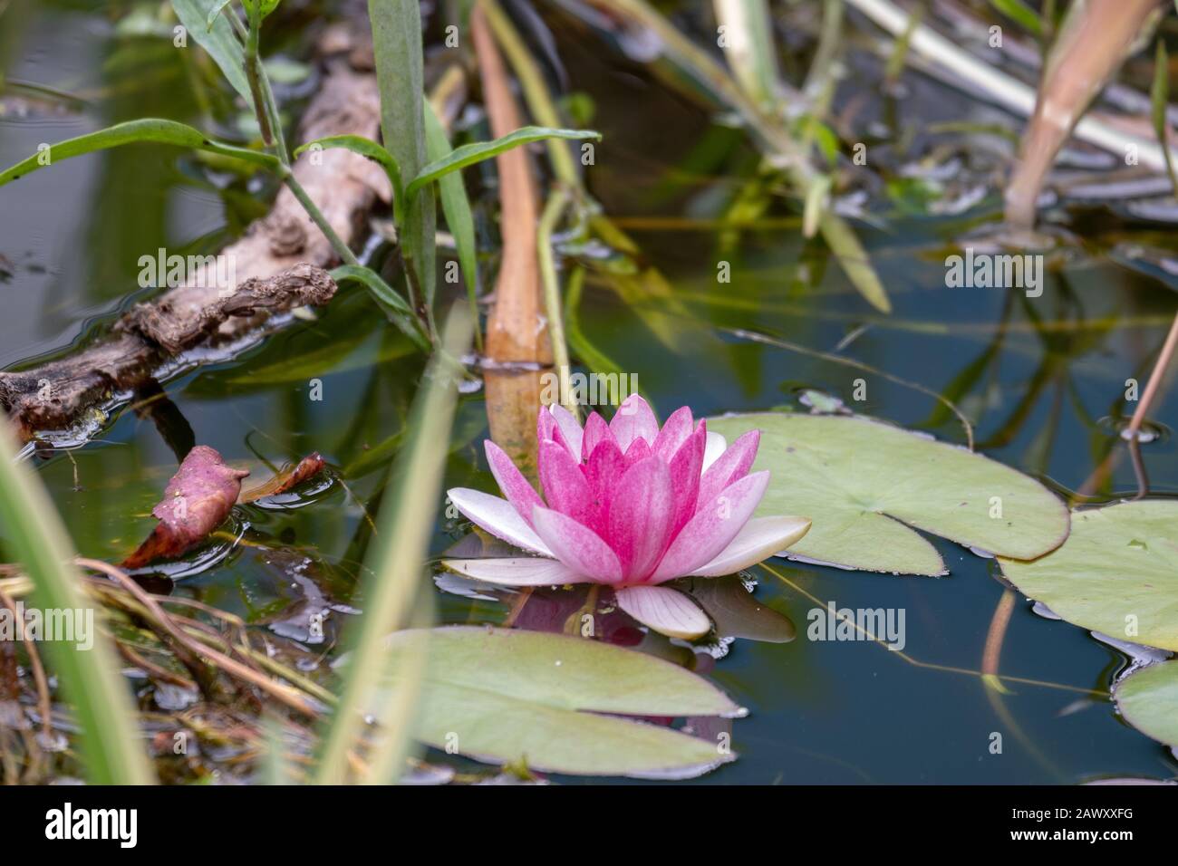 Blue park garden water lily hi-res stock photography and images - Alamy