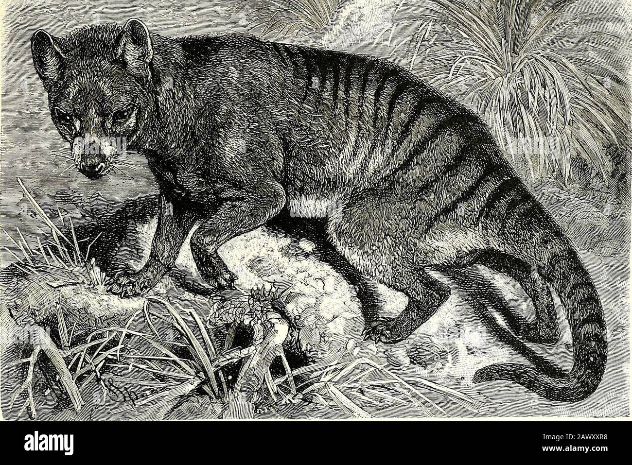 Chisel teeth hi-res stock photography and images - Alamy