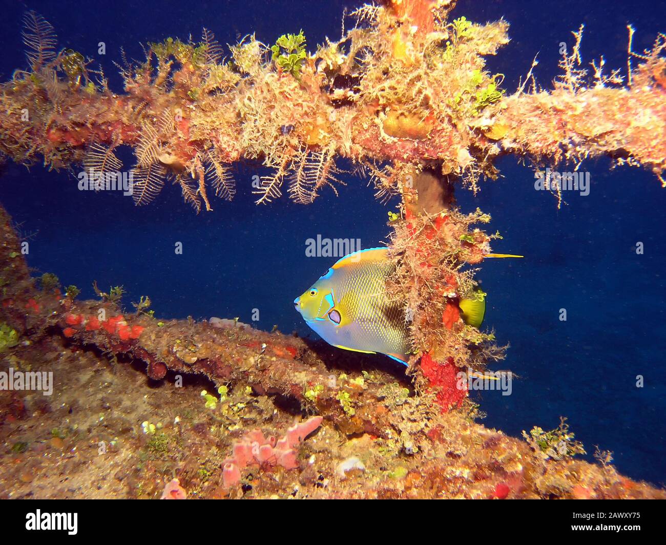 A Queen Angelfish (Holacanthus ciliaris Stock Photo - Alamy