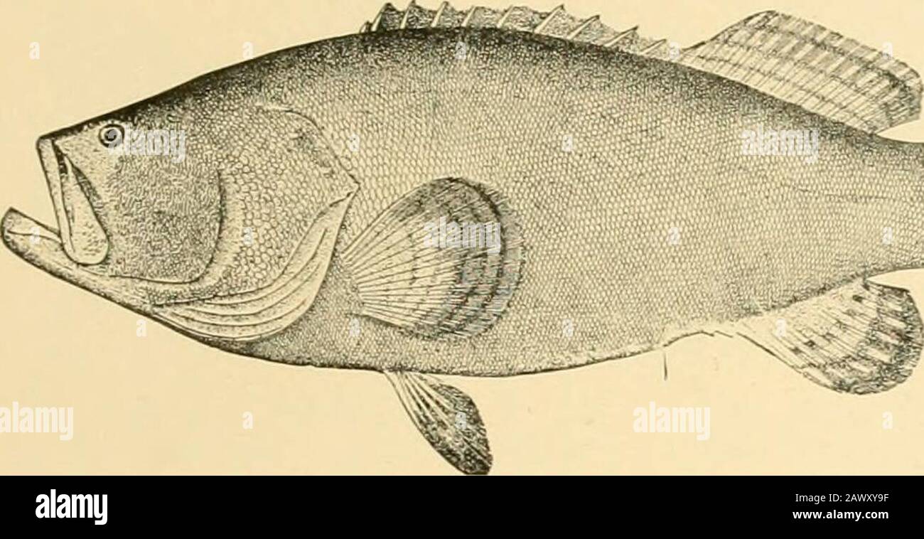 Fishes . ill The Bass and their Relatives c^y to this is the Japanese ...