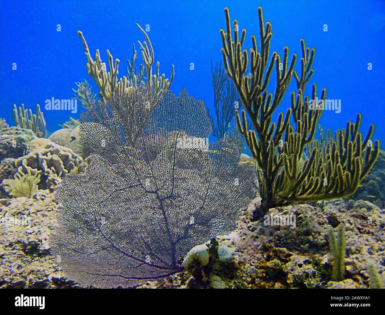 Sosua dominican republic diving hi-res stock photography and images - Alamy
