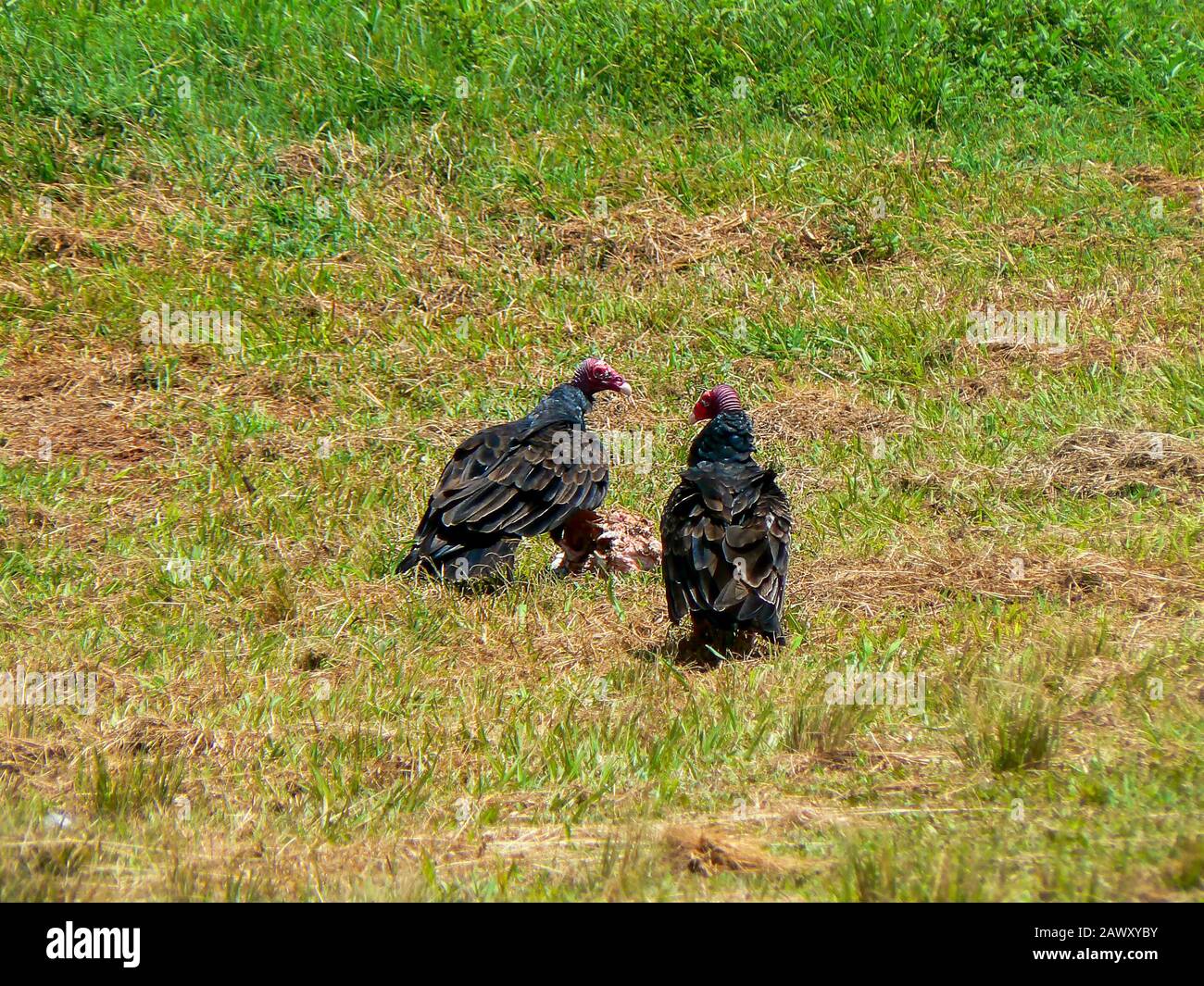 Turkey Vultures (Cathartes aura) in Cuba Stock Photo - Alamy