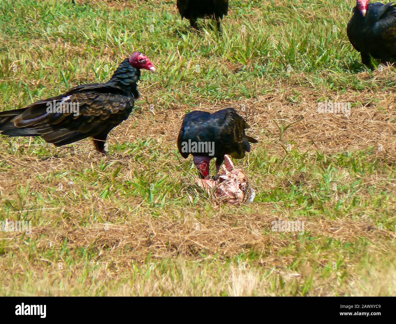 Turkey Vultures (Cathartes aura) in Cuba Stock Photo - Alamy