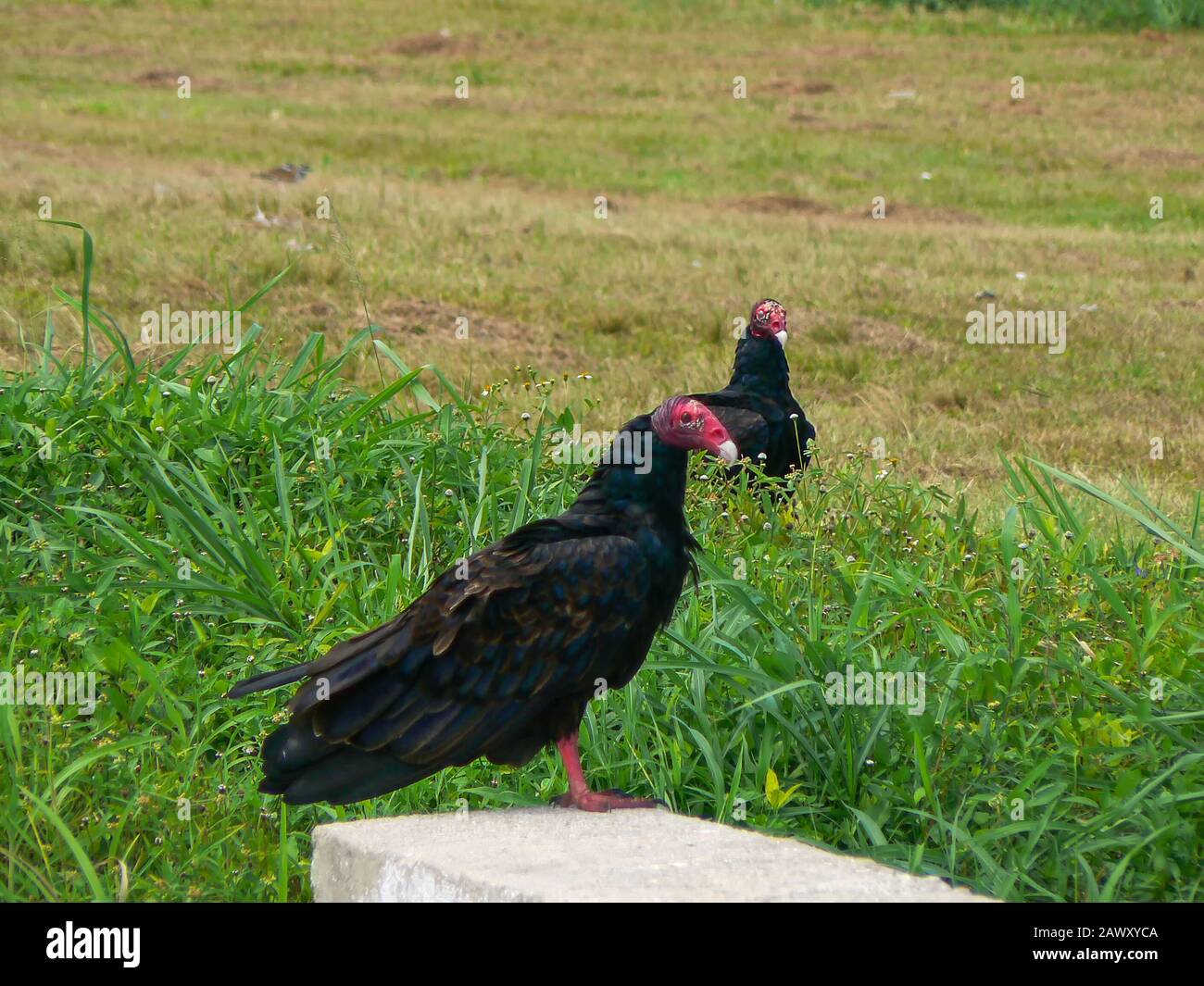 Turkey Vultures (Cathartes aura) in Cuba Stock Photo - Alamy