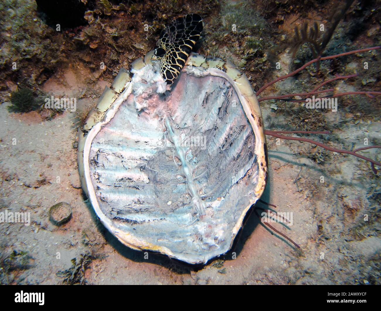 Turtle dead endangered species hi-res stock photography and images - Alamy