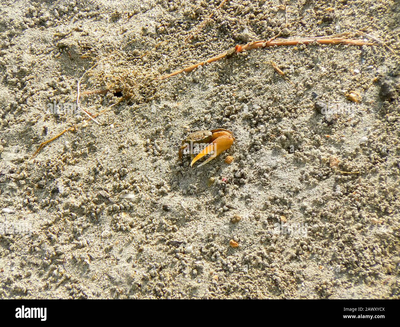 Fiddler crab female in hi-res stock photography and images - Alamy