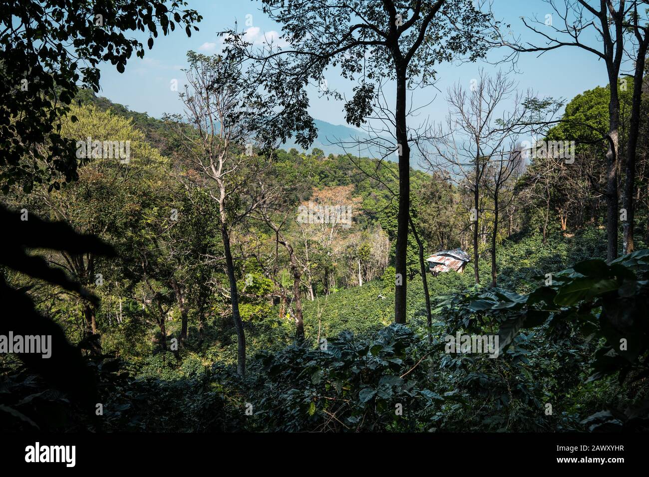 Coffee under the big tree in Asia - Coffee plantation Stock Photo - Alamy