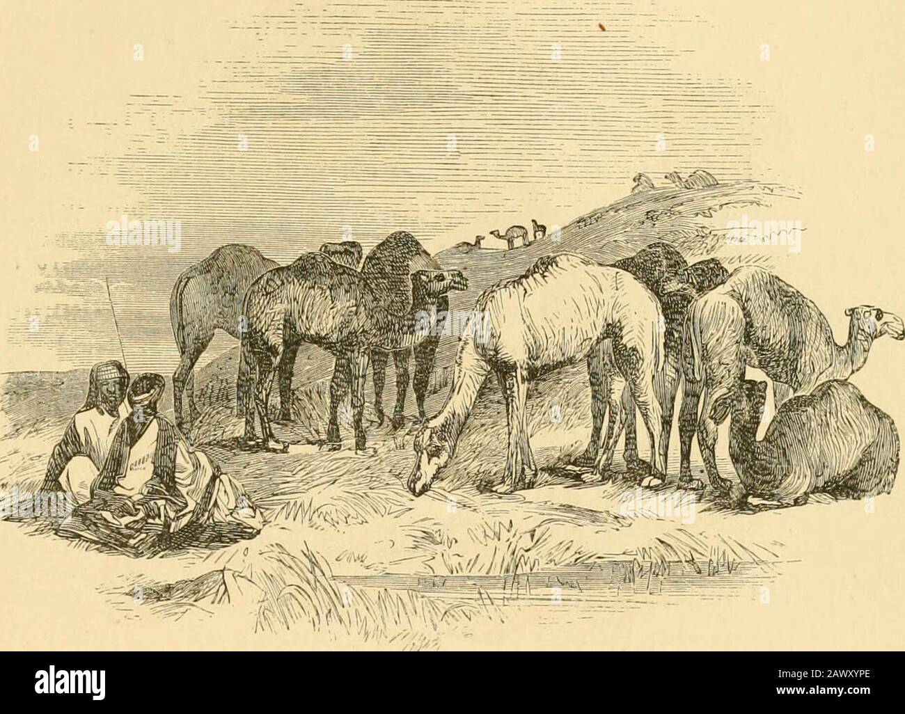 Camel case hi-res stock photography and images - Alamy