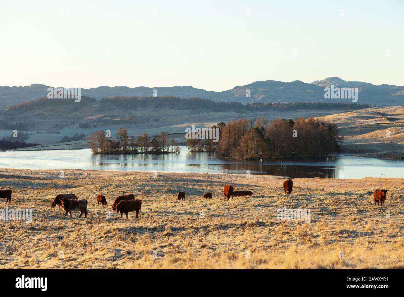 Cattle grazing next to the Loch Moraig near Blair Atholl Scotland Stock ...