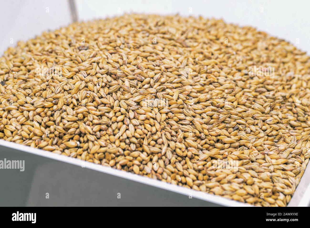 Malt for making beer. The process of making homemade beer. Alcoholic ...