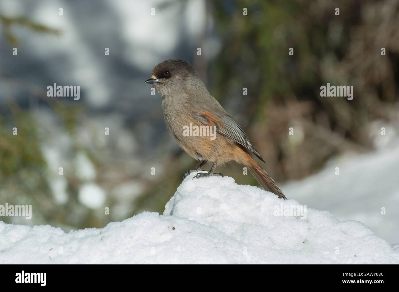 Jay Siberian (Perisoreus infaustus), in winter, Kaamanen, Finland Stock ...