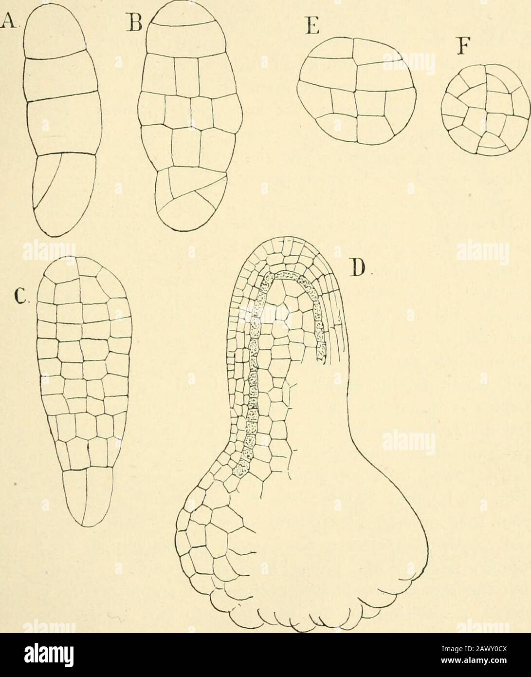The structure & development of the mosses and ferns (Archegoniatae ...