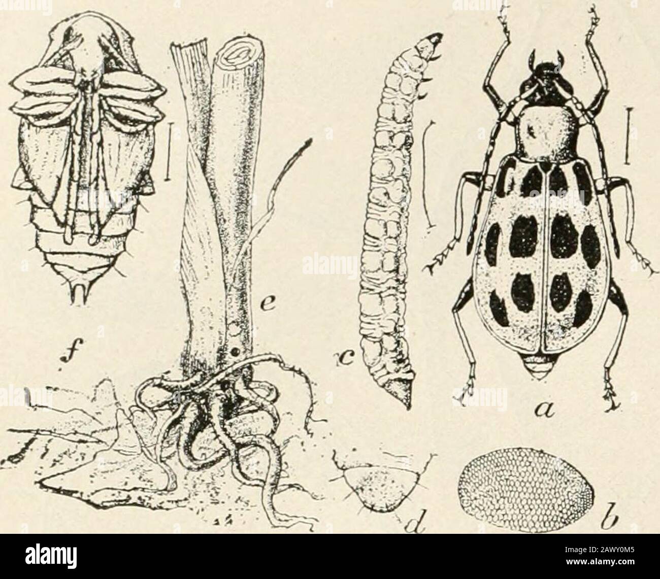 Aphis bull hi-res stock photography and images - Alamy