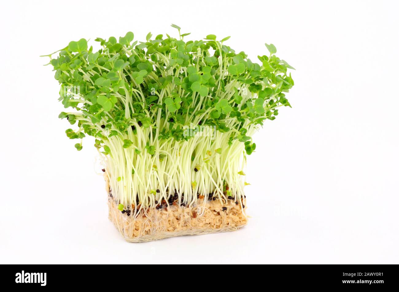 Healthy fresh growing garden cress herb plants Stock Photo - Alamy