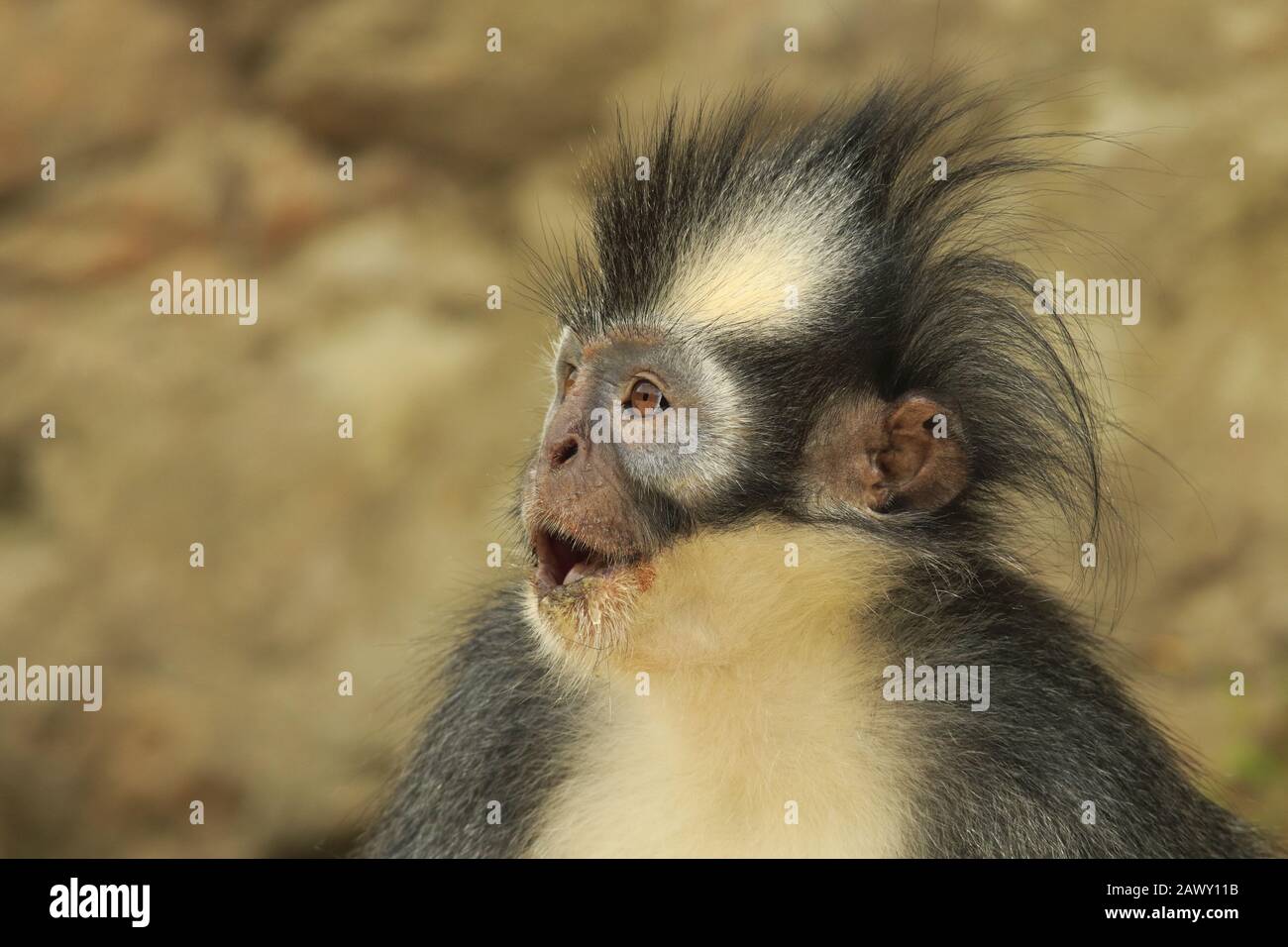 Thomas monkey hi-res stock photography and images - Alamy