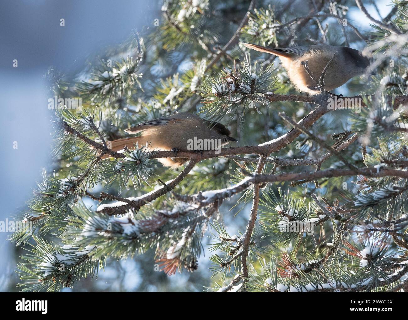 Jay Siberian (Perisoreus infaustus), in winter, Kaamanen, Finland Stock ...