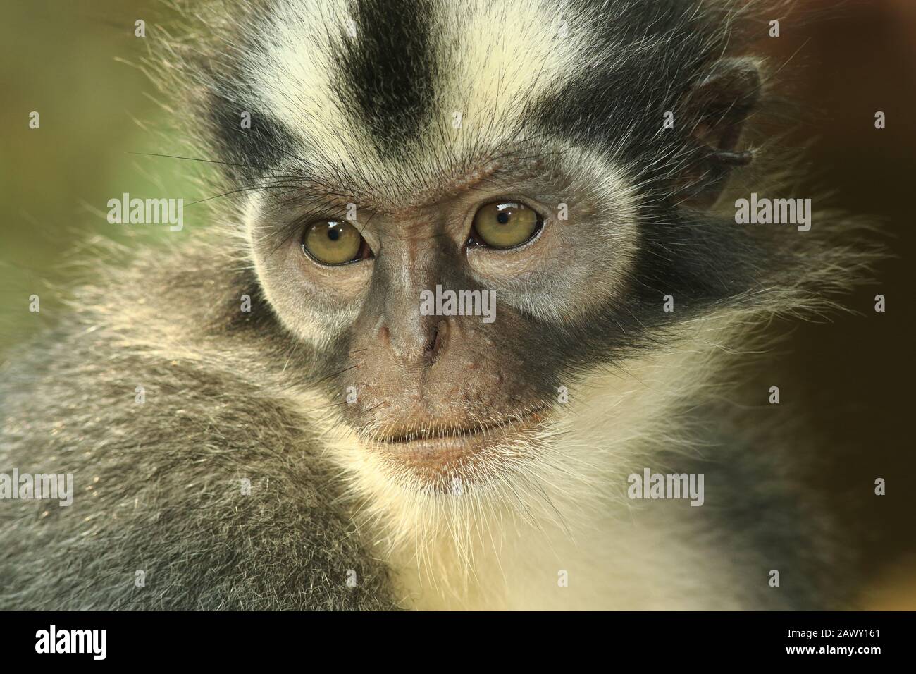 Thomas monkey hi-res stock photography and images - Alamy