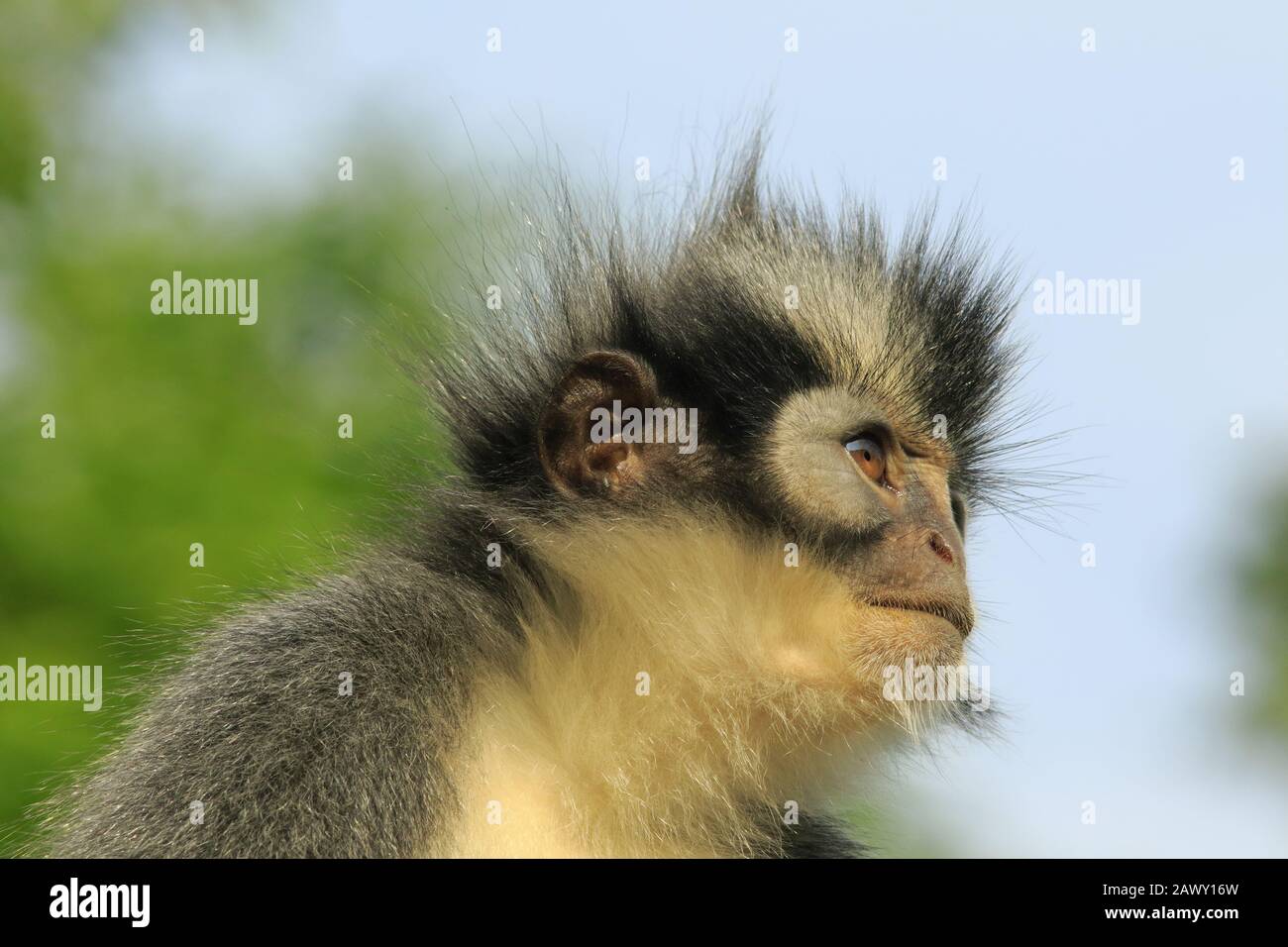 Thomas leaf monkey hi-res stock photography and images - Alamy