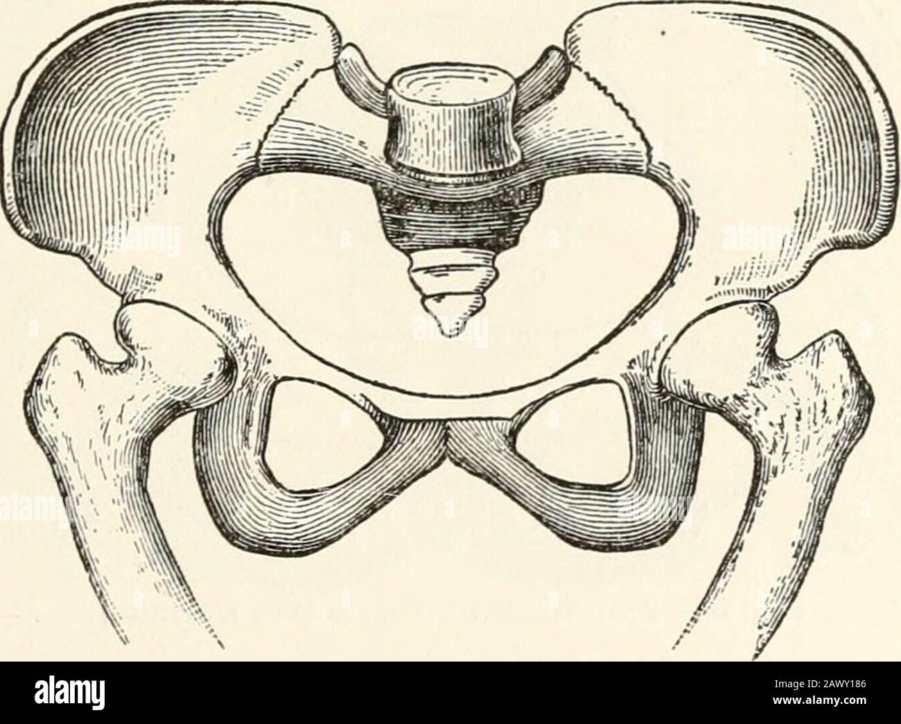 Dystocia hi-res stock photography and images - Alamy