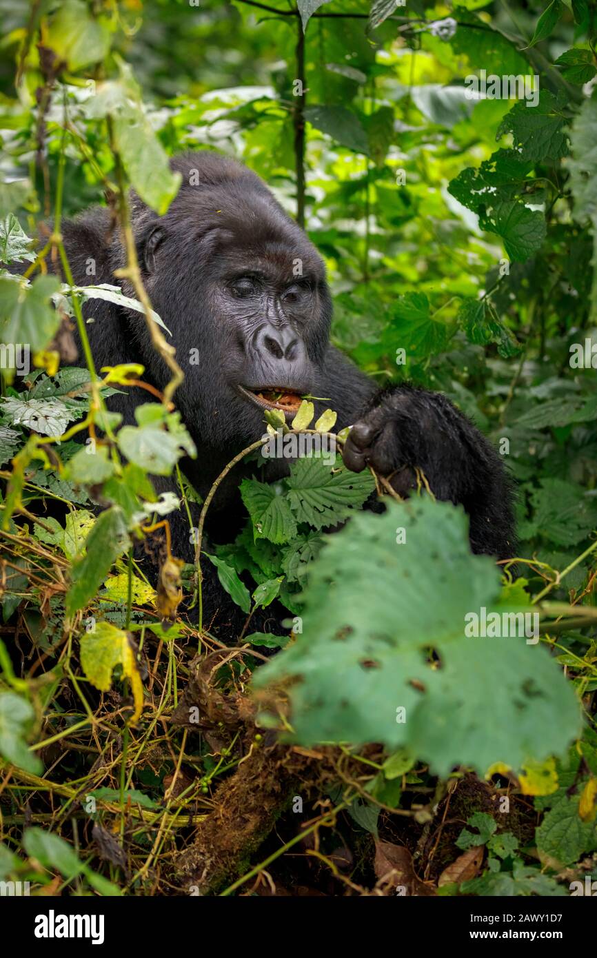 Gorilla eating leaves hi-res stock photography and images - Alamy