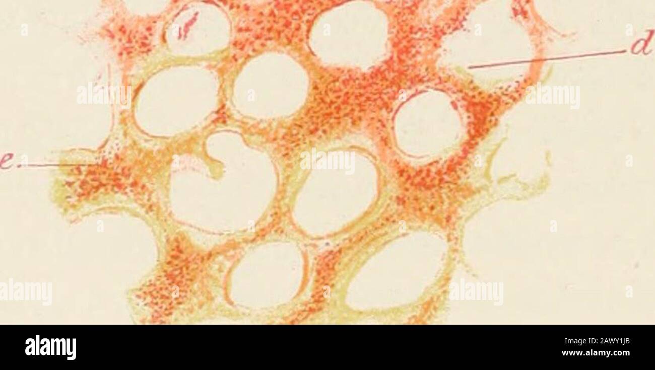 Hyaline cartilage hi-res stock photography and images - Alamy