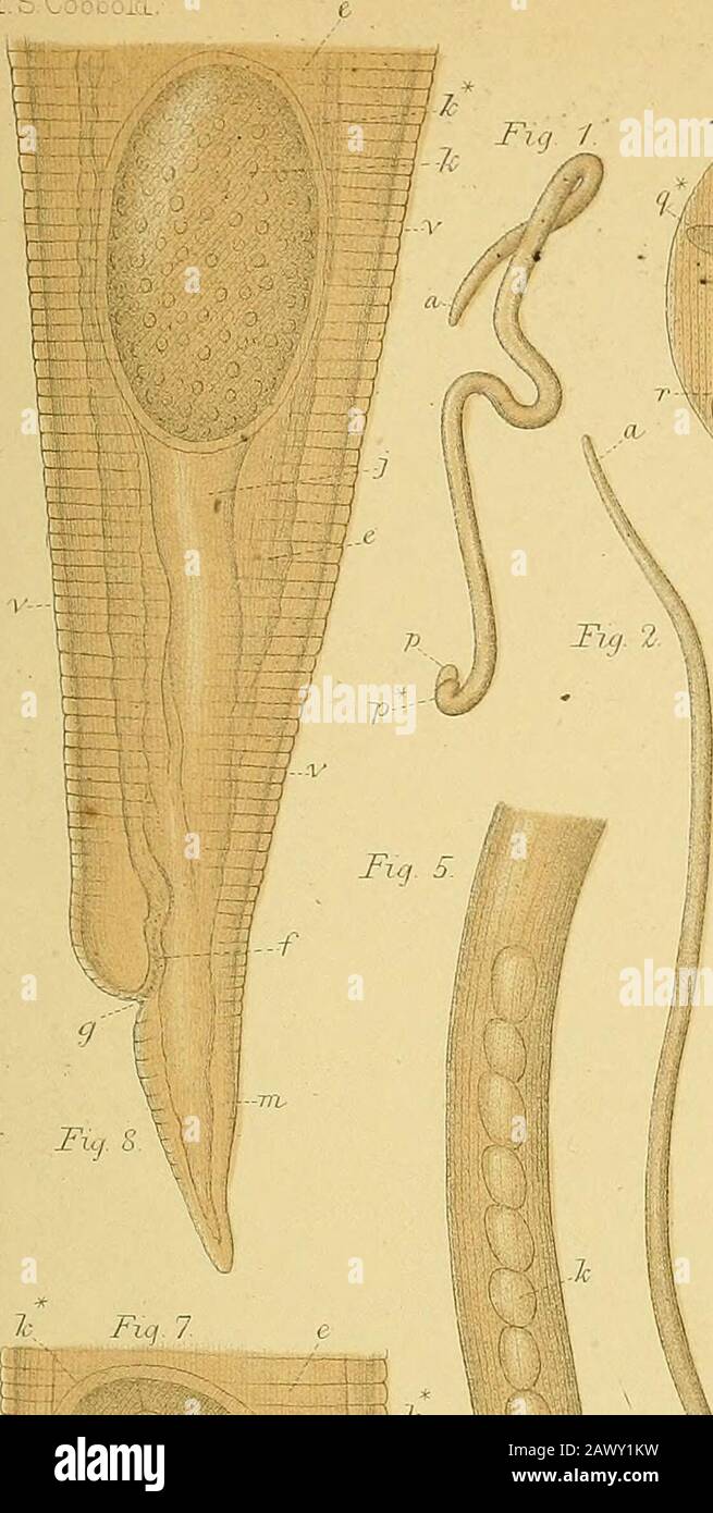 The Journal of the Linnean Society of London . A. A STRUCTURES OF PERI ...