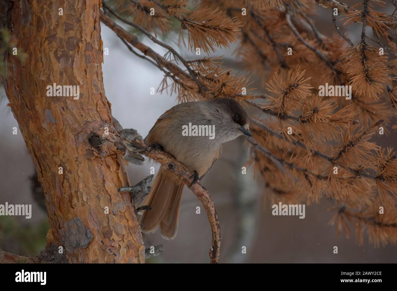 Jay Siberian (Perisoreus infaustus), in winter, Kaamanen, Finland Stock ...