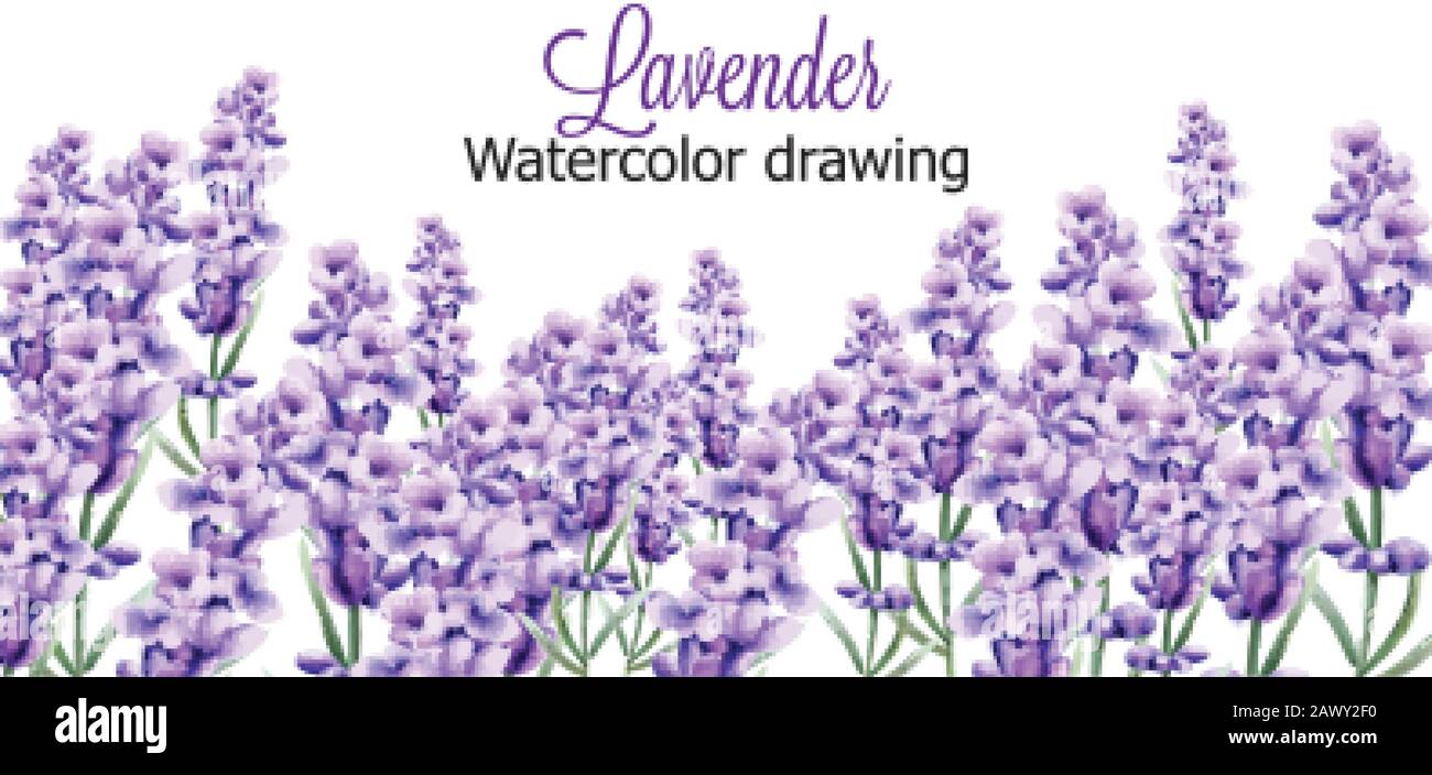 Lavender watercolor drawing with isolated background. Vector Stock ...