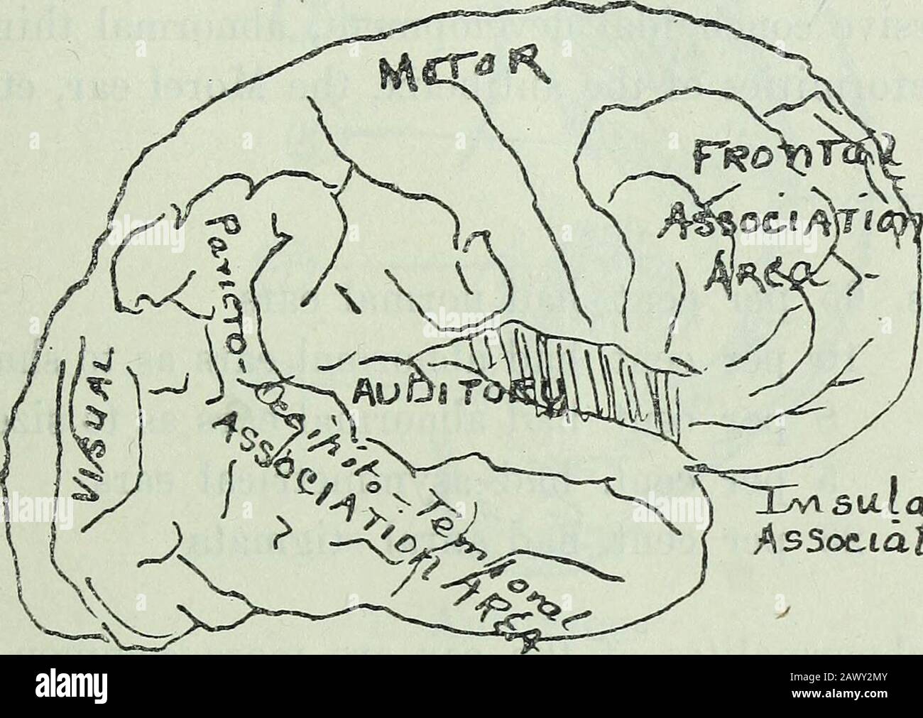 Dolichocephalic hi-res stock photography and images - Alamy