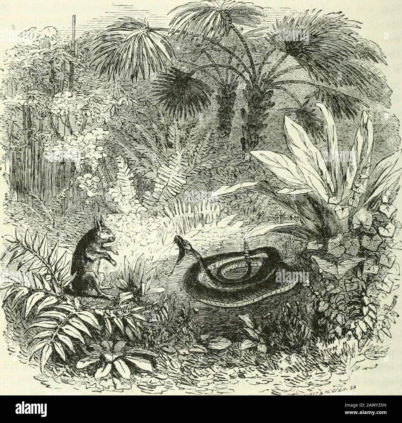 Rearing snake hi-res stock photography and images - Alamy