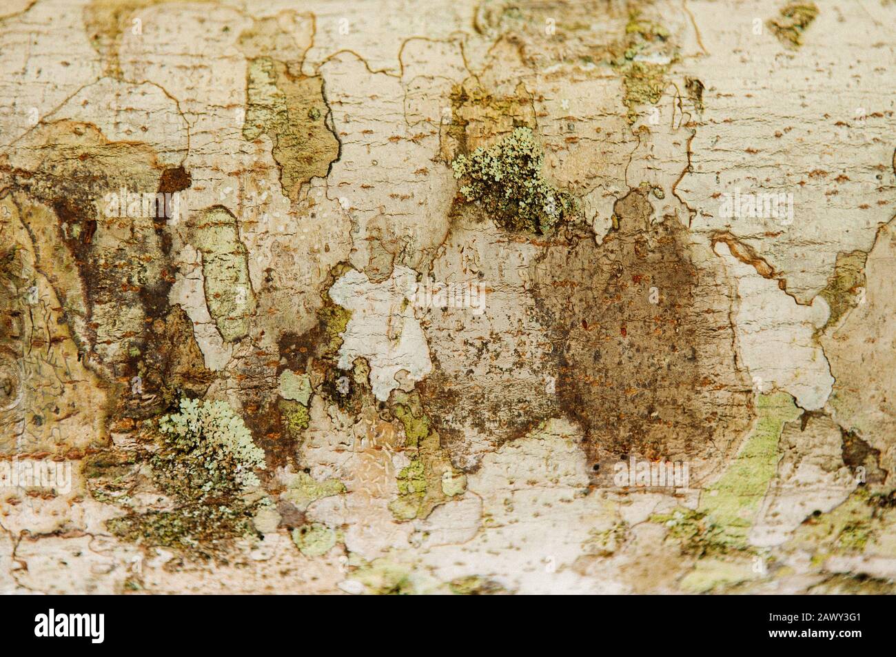 Close up Lichen fungi texture on tree bark in tropical forest ...
