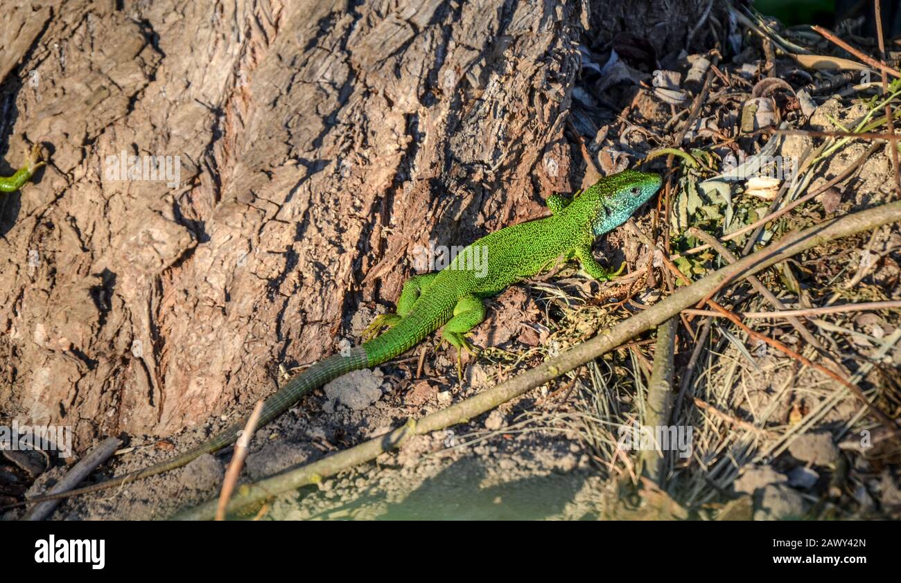 Mediterranean brown lizard hi-res stock photography and images - Alamy