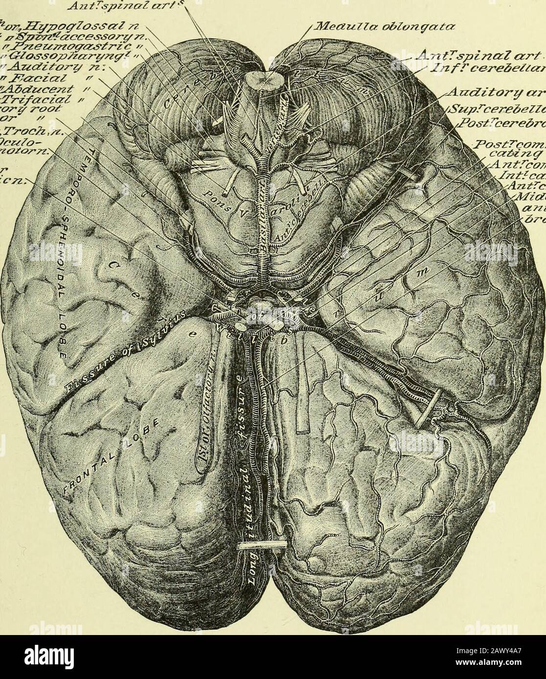 Corpora quadrigemina hi-res stock photography and images - Alamy