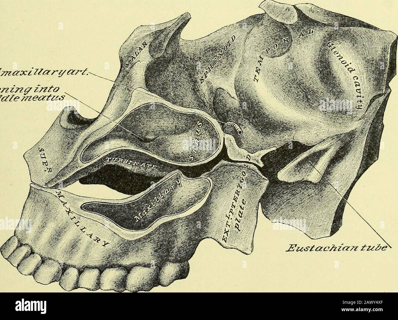 Cranium dissection hi-res stock photography and images - Alamy