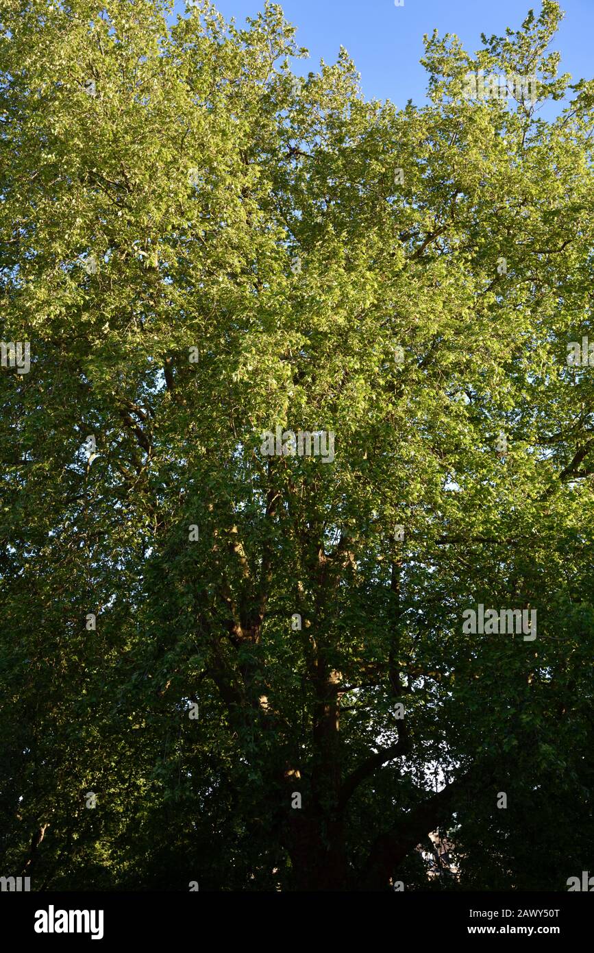 Sunny leaves on bath trees hi-res stock photography and images - Alamy