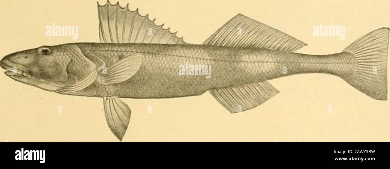 Fossilgenus hi-res stock photography and images - Alamy