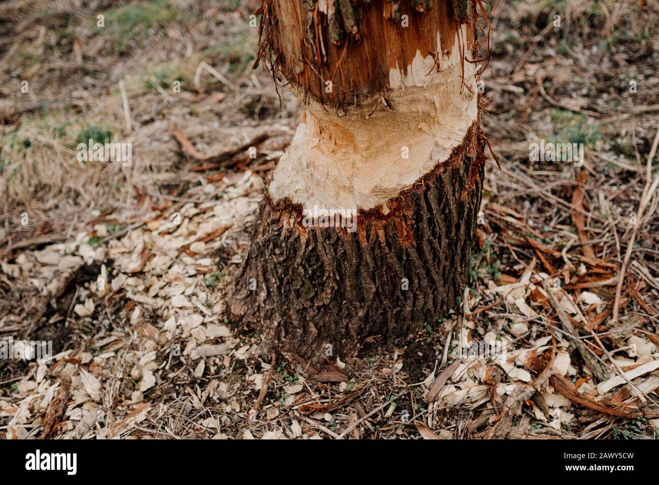 A tree bitten by beavers Stock Photo - Alamy