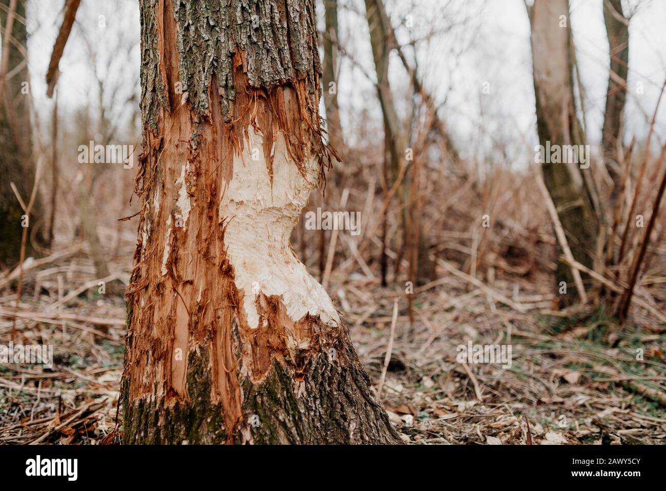 A tree bitten by beavers Stock Photo - Alamy