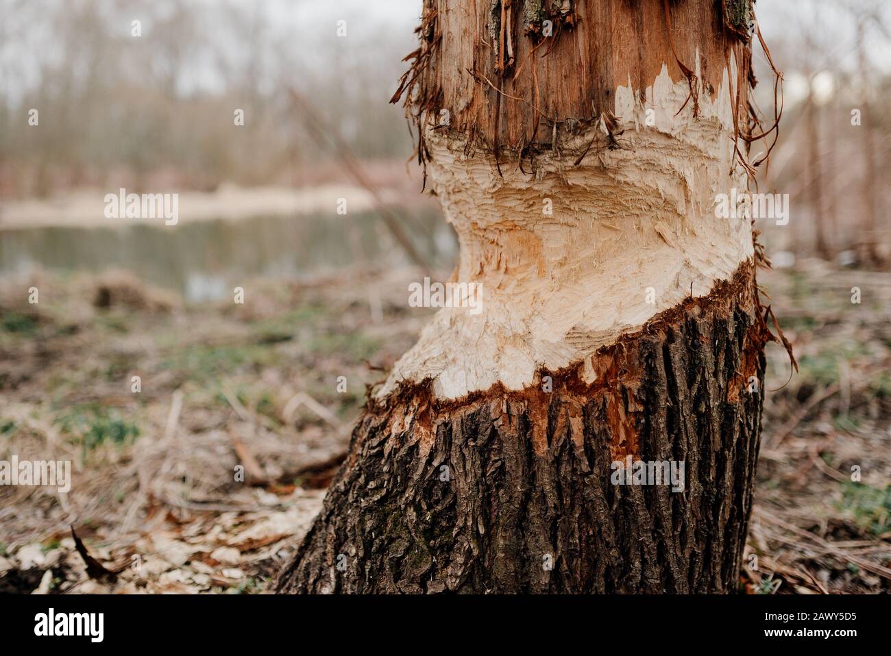 A tree bitten by beavers Stock Photo - Alamy