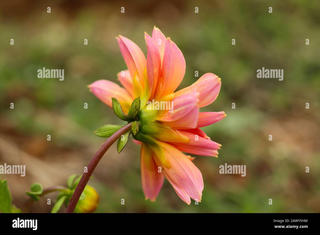 Flower Side View Assaf Frank Photography Licensing | Single Tulip