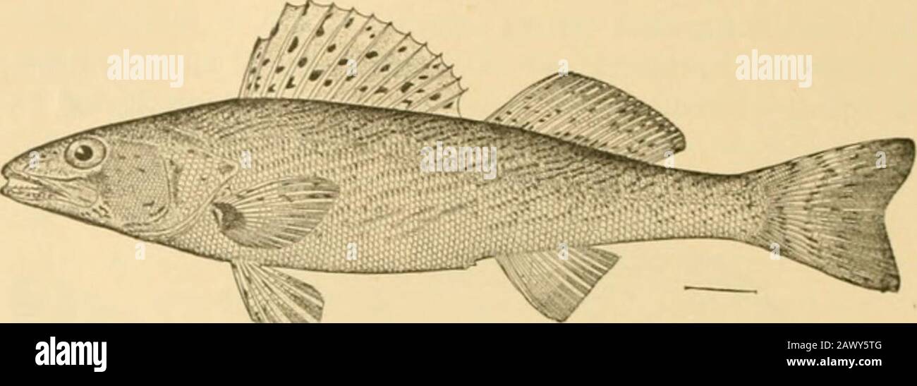 Fishes . re recorded as fossils from theMiocene. Allied to the perch ...