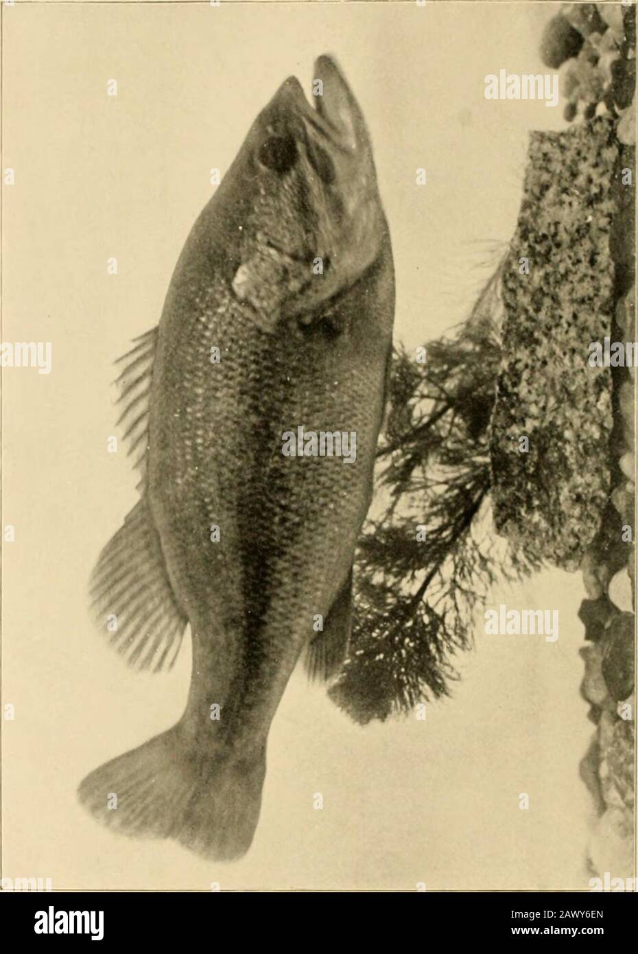 Fishes . e tropical seas, ponds, and river-mouths, especially abundant ...