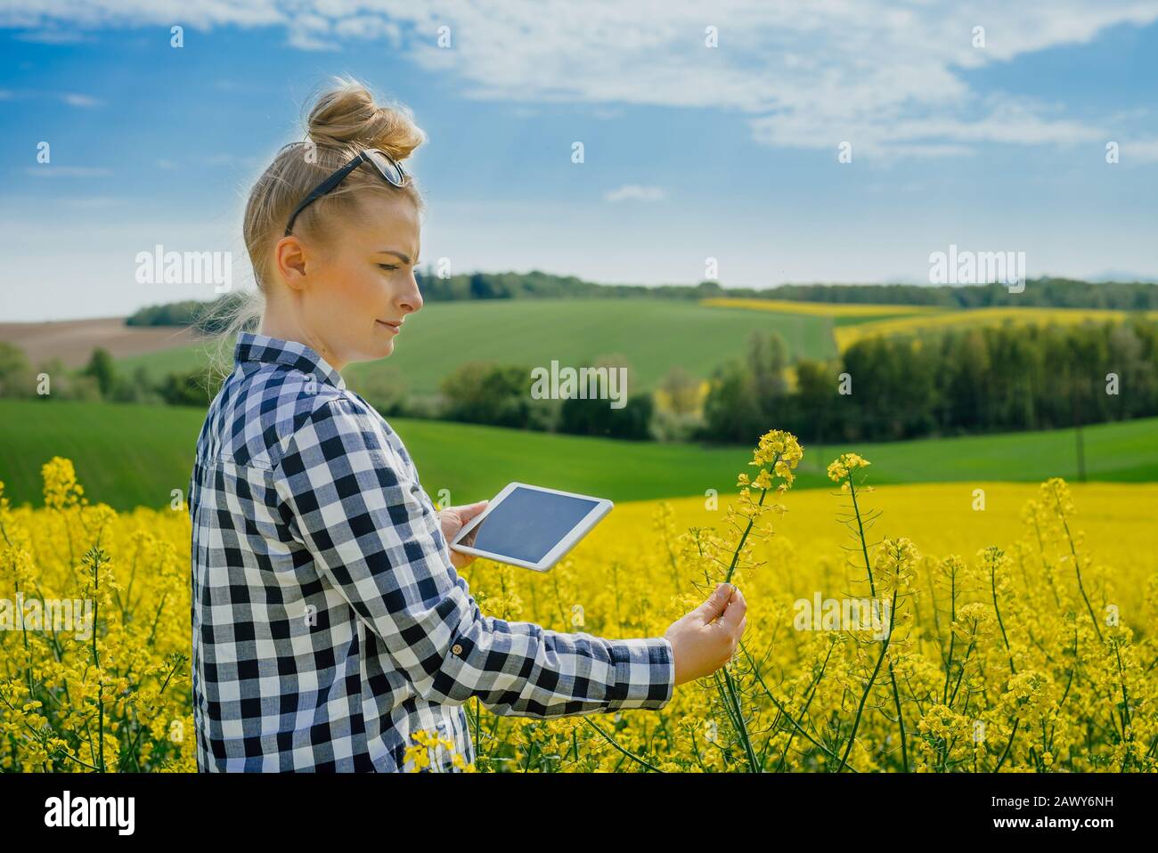 Agronomist examining crops using digital hi-res stock photography and ...