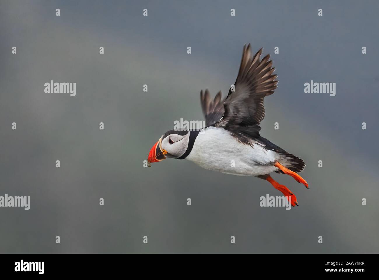 Atlantic Puffin - Fratercula arctica, beautiful colorful sea bird ...