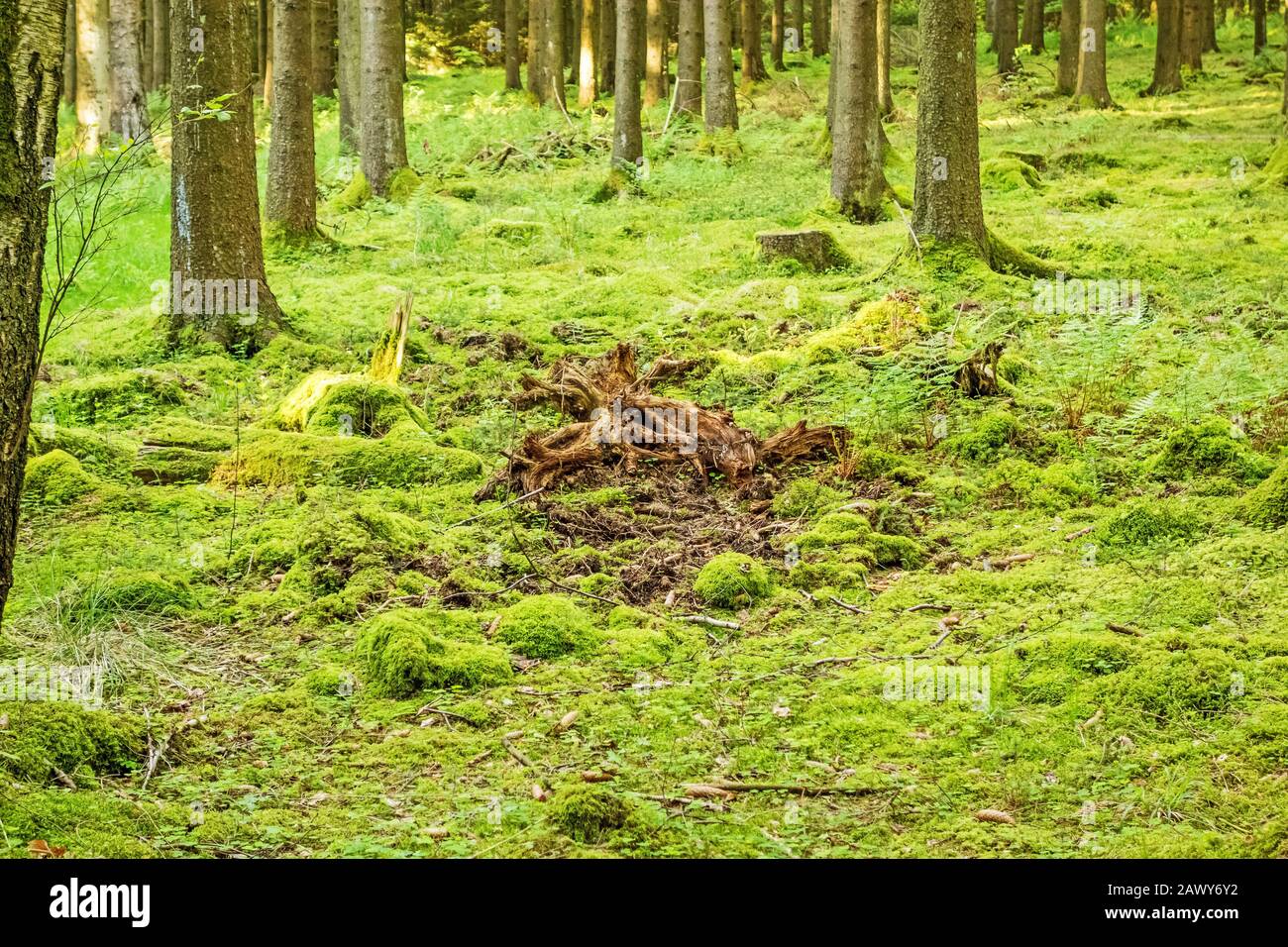 Green forest floor - moss with root Stock Photo - Alamy