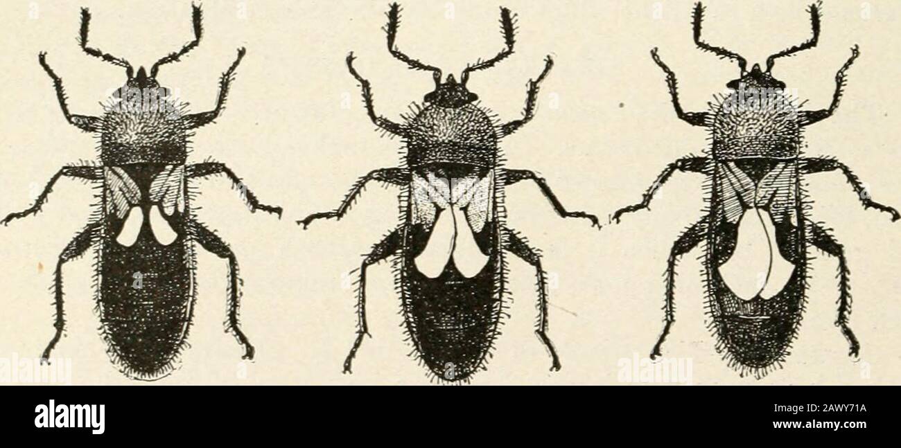 Migrating pest insects hi-res stock photography and images - Alamy