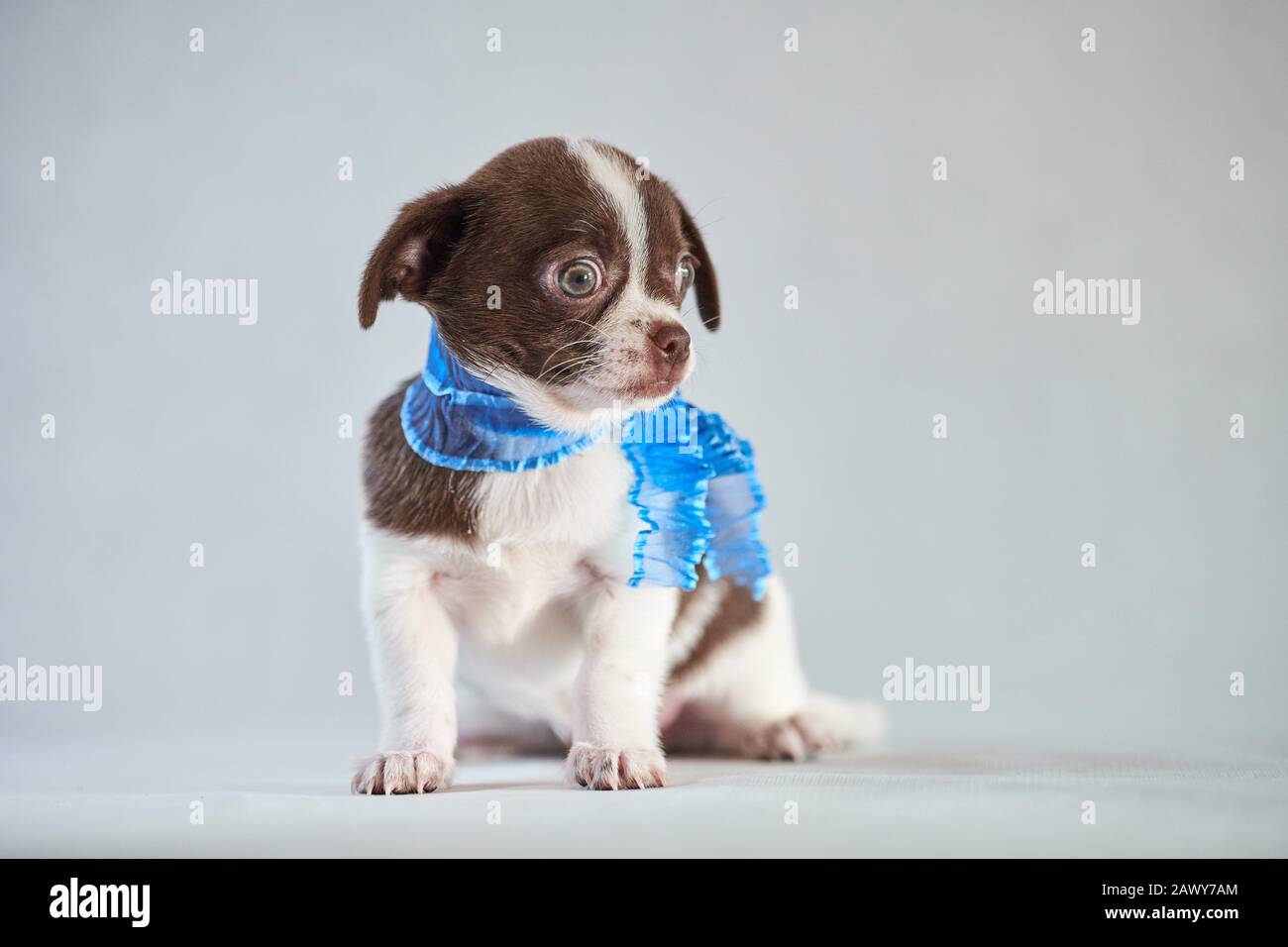 Chihuahua puppy. Little cute toy dog. Short haired chihuahua breed ...
